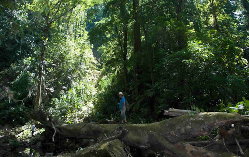 En defensa de la selva de Los Chimalapas (Oaxaca, sur de México)